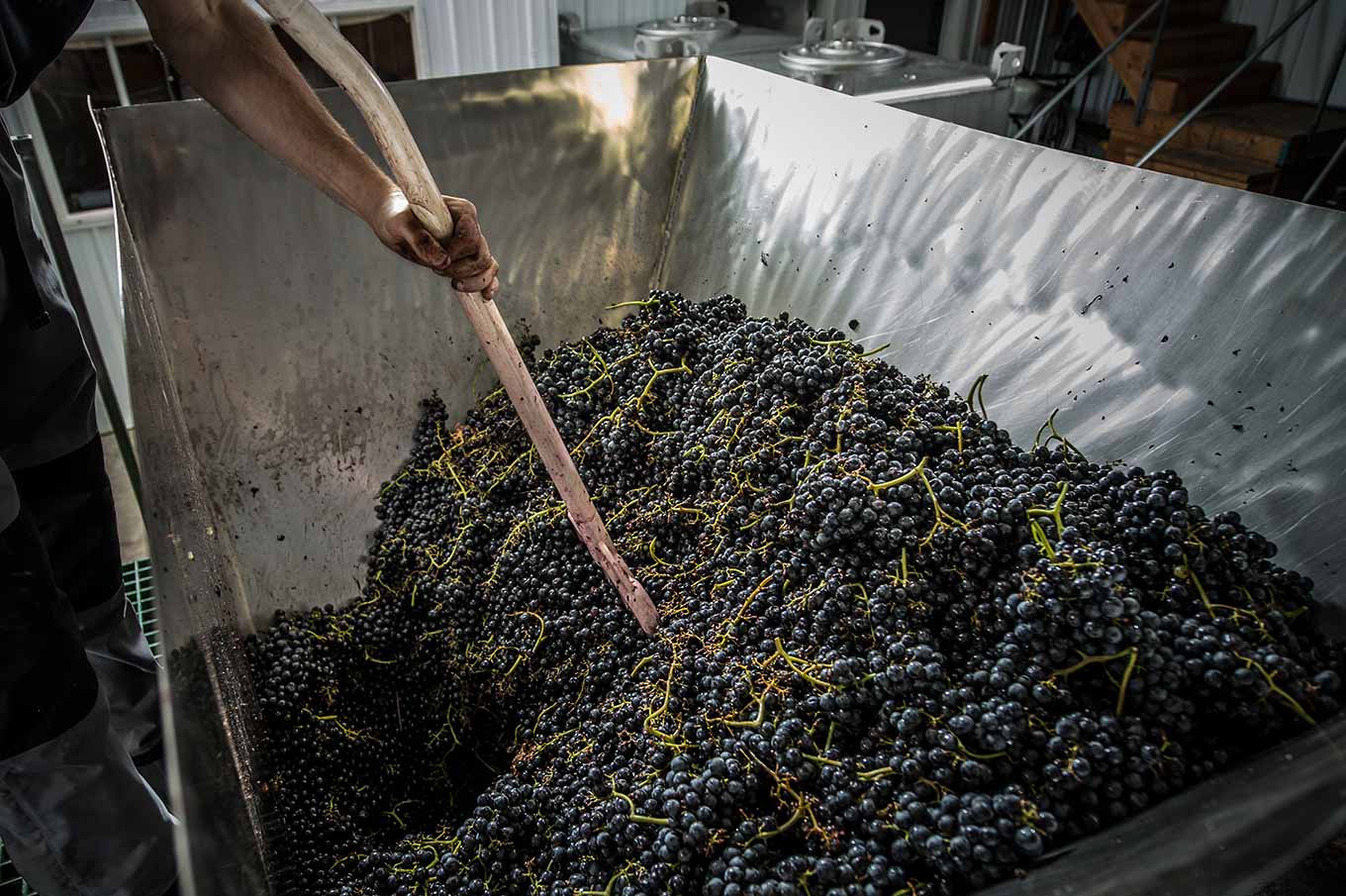 Our-Process_0161006_August_Hill_Production_475 - August Hill Winery