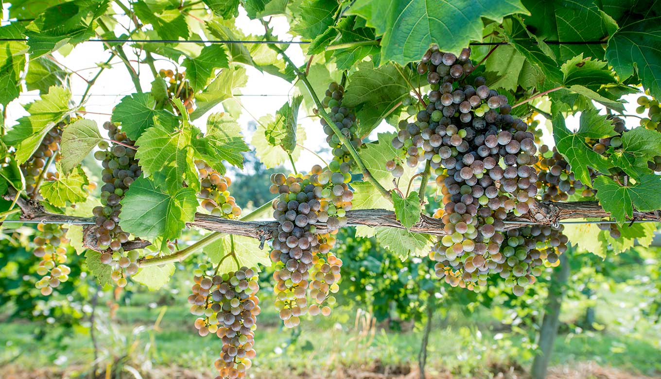 Fresh-Off-the-Press_20160803_August_Hill_122_a - August Hill Winery